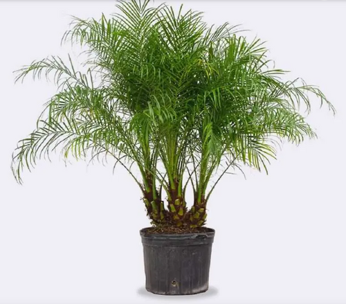 7-Gallon Roebellini Palm | SF Tropicals