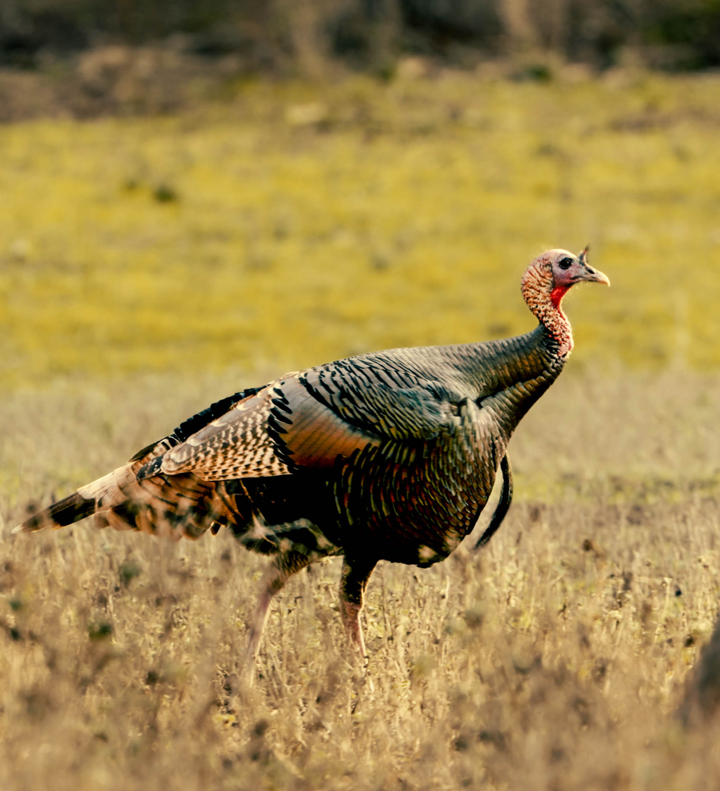 Rio Grande Turkey Hunting | Buck Valley Ranch
