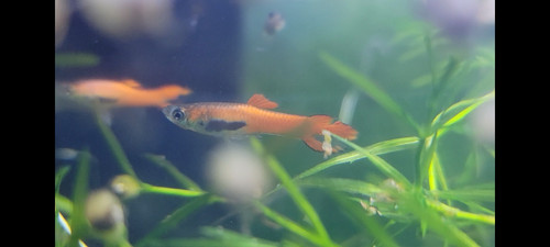 Chili Endlers (pair) | mystaquatics