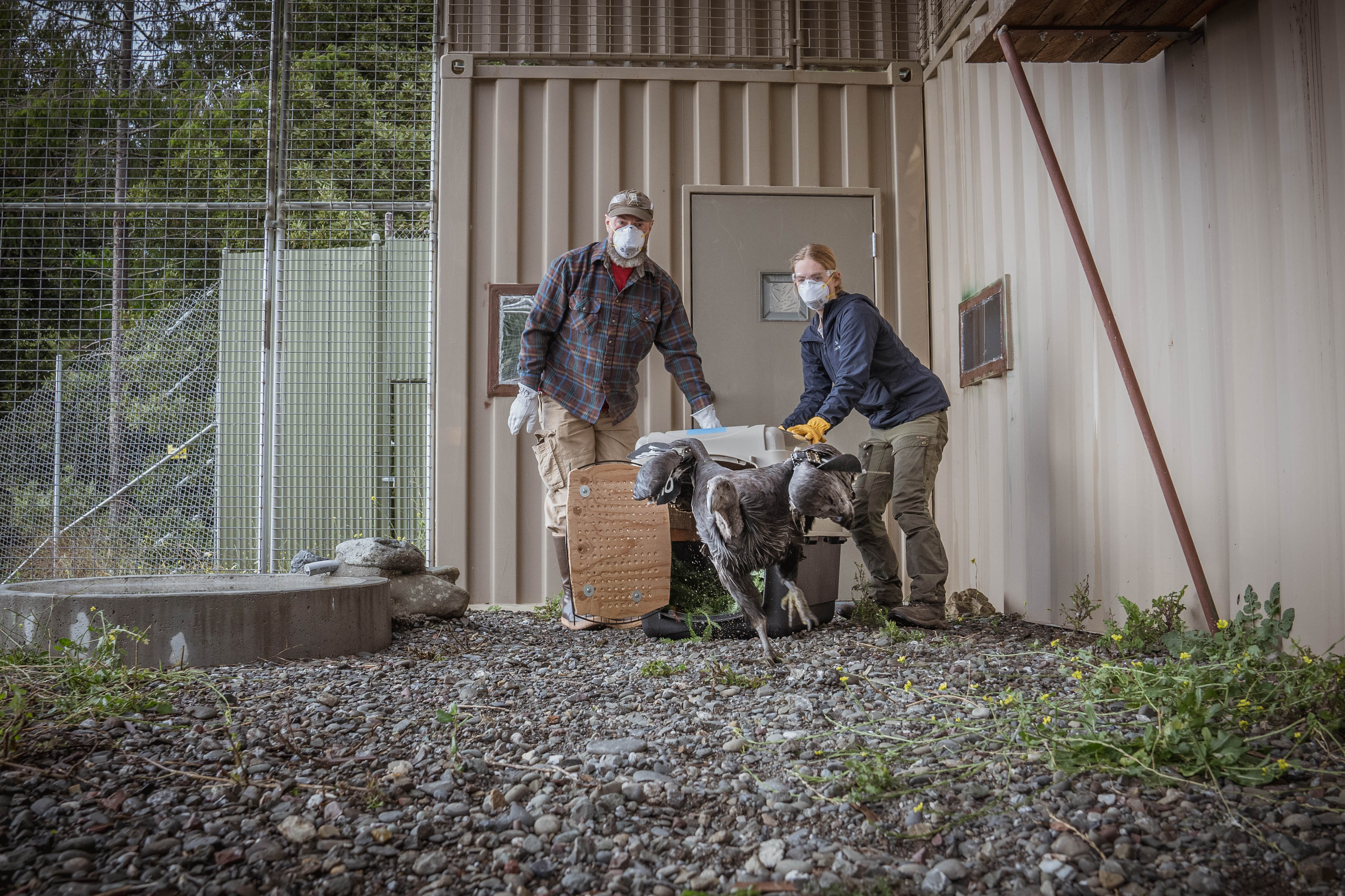 Young Condor Receives Treatment for Lead Poisoning