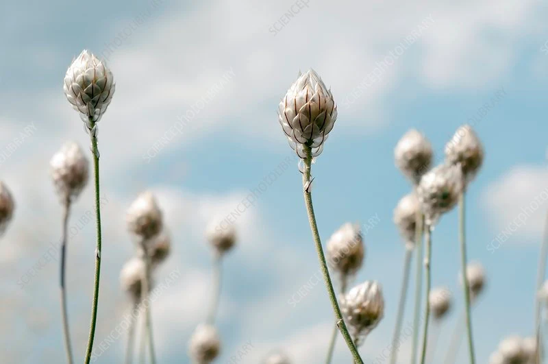 White Cupid's Dart Love Potion Plant Seeds, Catananche Alba White ...