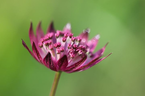 Astrantia Major Primadonna Seeds, Masterwort, Hattie’s Pincushion ...