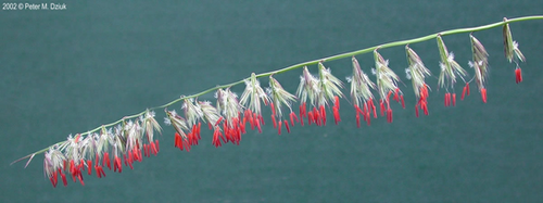 SideOats Grama Seeds, US Native Grass, Bouteloua Curtipendula, BO301C ...