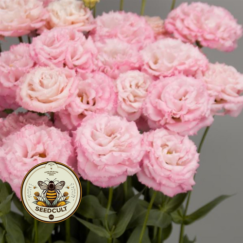 Celebrity Mimi Pink Lisianthus, Ruffled Celebrity II, Cut Flowers ...