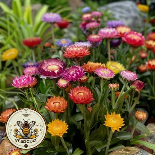 Bulk Monster Rainbow Strawflower Seeds, Tall Double Mix, Xerochrysum ...
