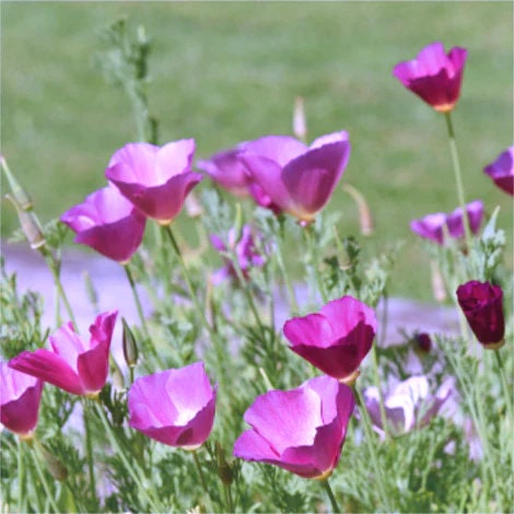 Purple Gleam California Poppy Seeds, Eschscholzia Californica, Purple ...