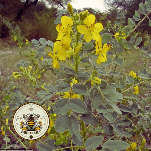 Desert Senna Seeds, Southwest US Native, Senna Covesii, SE2250 | Seedcult