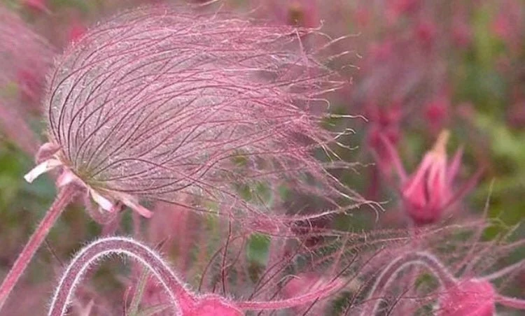 Prairie Smoke Seeds Geum Triflorum GM0120R | Seedcult