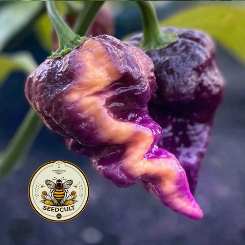 5 Thor's Thunderbolt Hot Pepper Seeds, Capsicum chinense CH4205 | Seedcult