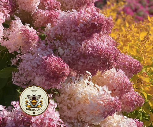 Pee Gee Hydrangea Seeds, Hydrangea Paniculata Grandiflora, HY9150 ...