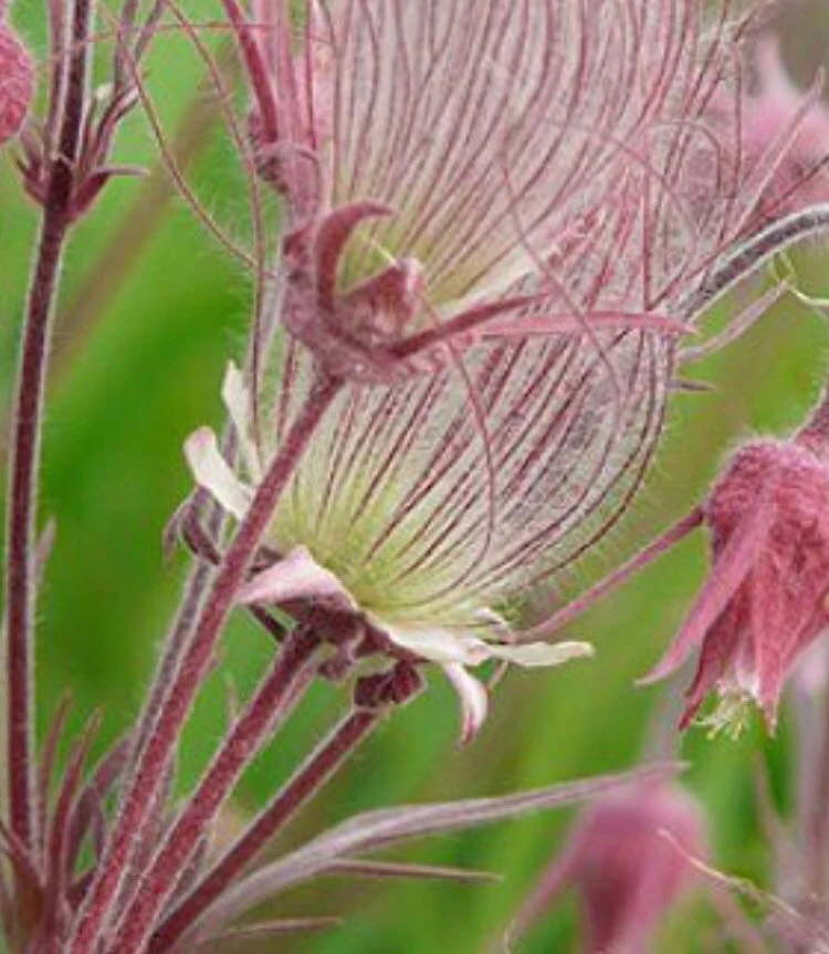 Prairie Smoke Seeds Geum Triflorum GM0120R | Seedcult
