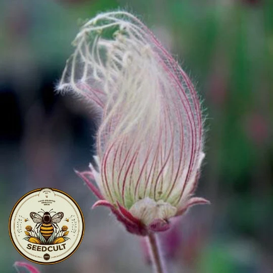 Prairie Smoke Seeds Geum Triflorum GM0120R | Seedcult