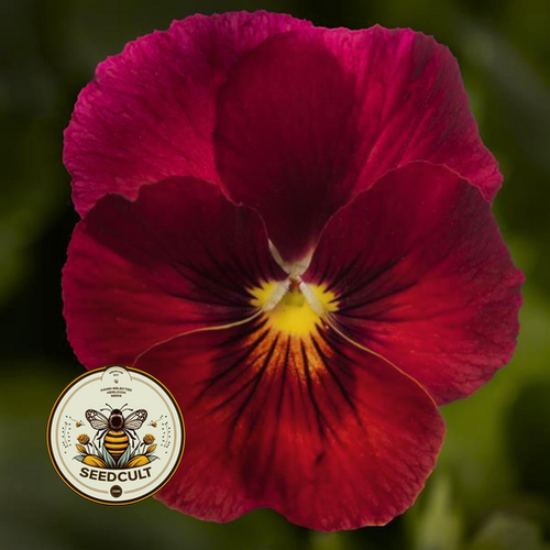 Penny Pro Red Viola, Viola Cornuta, VL4425 | Seedcult
