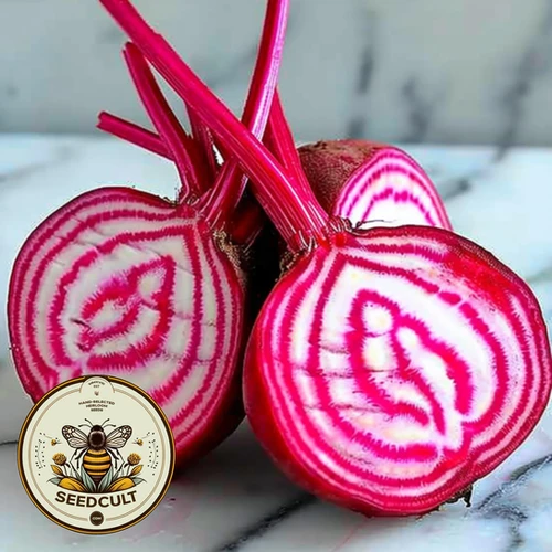 Candy Stripe Beets, Candy Cane, Bullseye, Beta Vulgaris, BE9315C | Seedcult