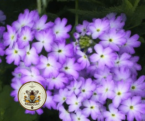 Tuscany Lavender Picotee Verbena Seeds, Verbena Hybrida, VE4325 | Seedcult