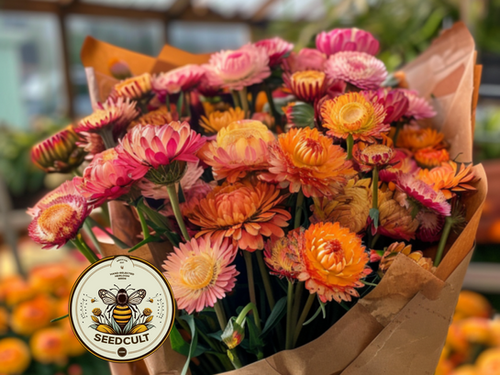 Apricot and Peach Shades Strawflower Seeds, Xerochrysum bracteatum ...