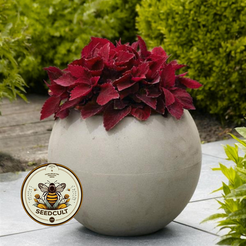 Sweet Paprika Coleus Seeds, Premium Sun, Indoor, Outdoor, Coleus for ...