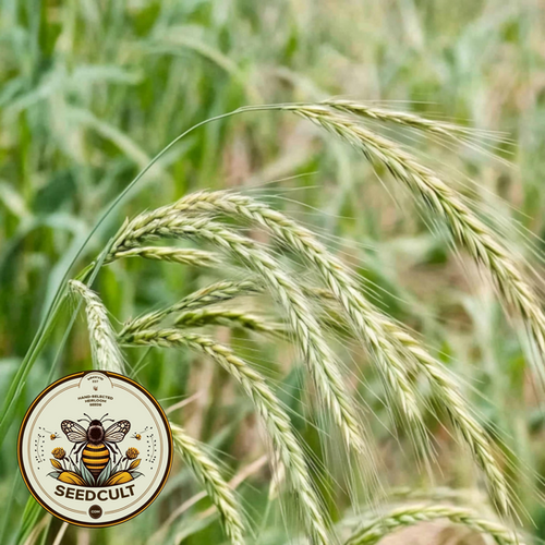 Canada Wild Rye Grass Seeds, US Native, Elymus Canadensis | Seedcult