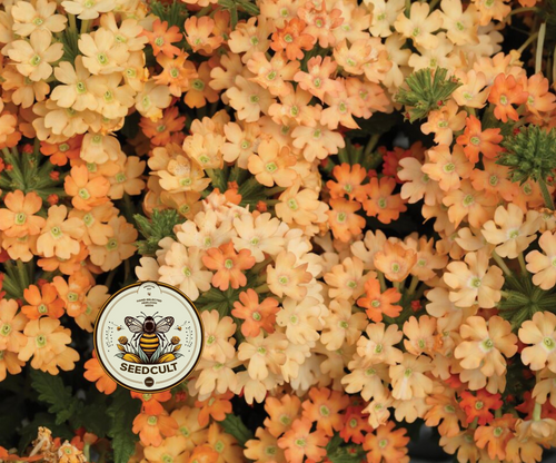 Obsession Apricot Verbena Seeds, Verbena Hybrida VE4125 | Seedcult
