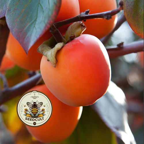 American Persimmon Tree Seeds, Diospyros Virginiana, DP0125 | Seedcult