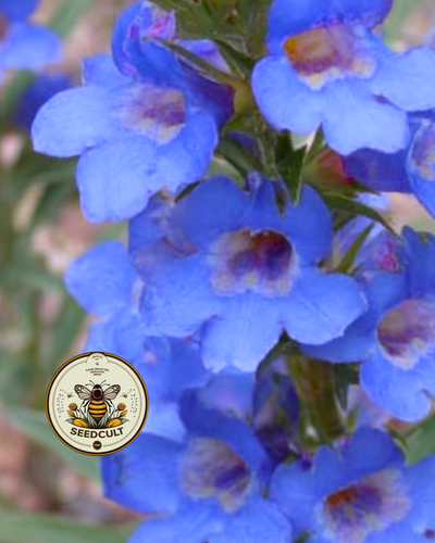 Pagoda Penstemon Seeds, Penstemon Angustifolius, US Native Wildflower ...