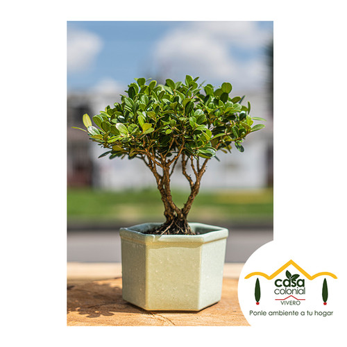 Bonsái Buxus mycrophylla - Boj; Boj Japónico | Vivero Casa Colonial