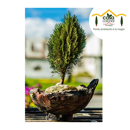 Bonsái pino libro - kurama | Vivero Casa Colonial