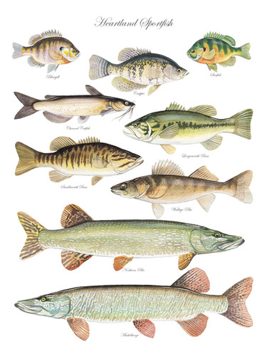 HEARTLAND SPORTFISH | Wild Heartland