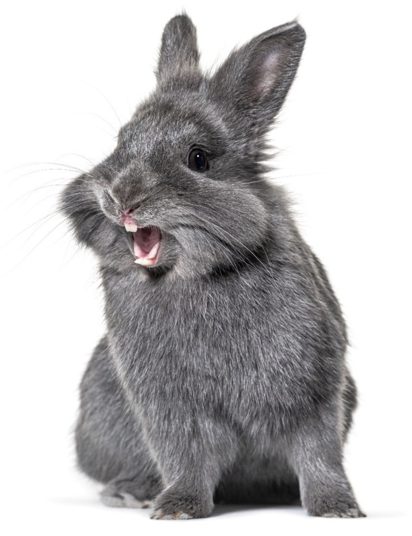 Spotting dental disease in rabbits