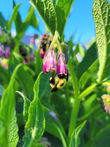 Comfrey Bocking 14 Root Cuttings - Bundle of 5 | Apple Acres Farm