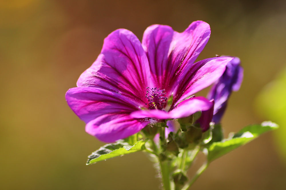 MALVA SYLVESTRIS FLOWER EXTRACT