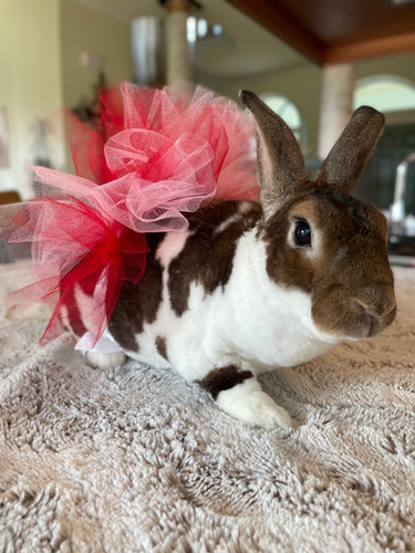 Cupid" Pet tutu | Bunny Clubhouse