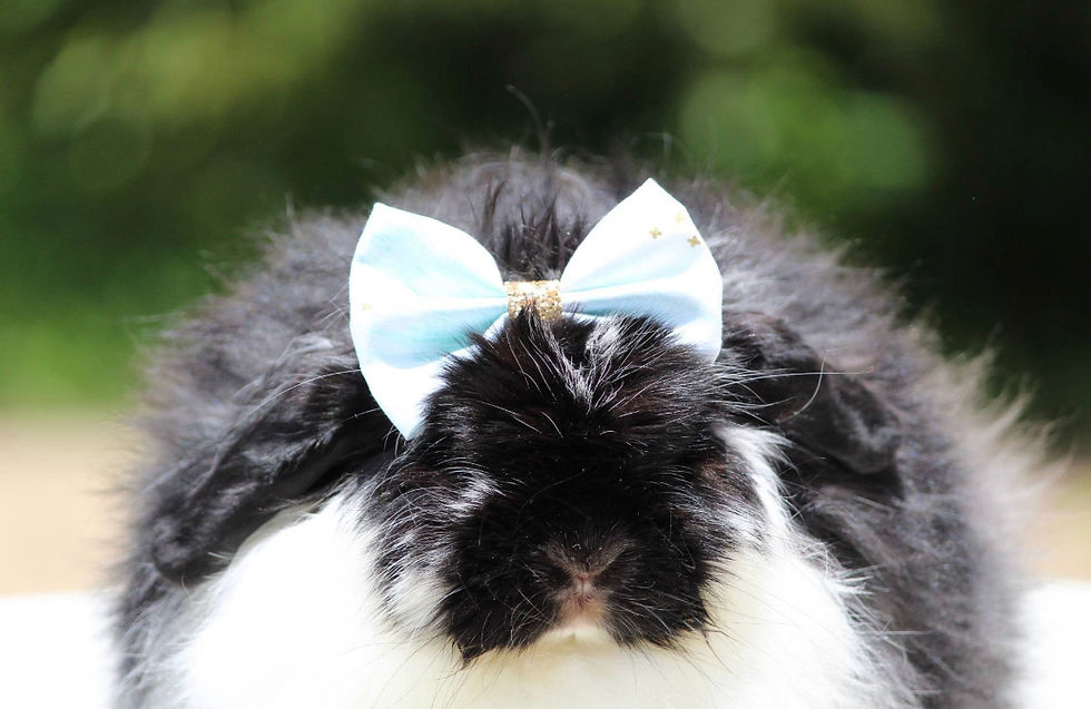 bunny accessories | Bunny Clubhouse