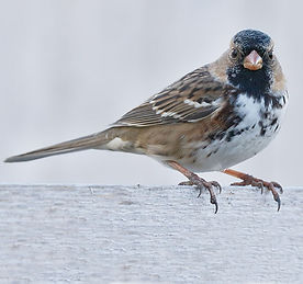Oklahoma Ornithological Society | Bird Records
