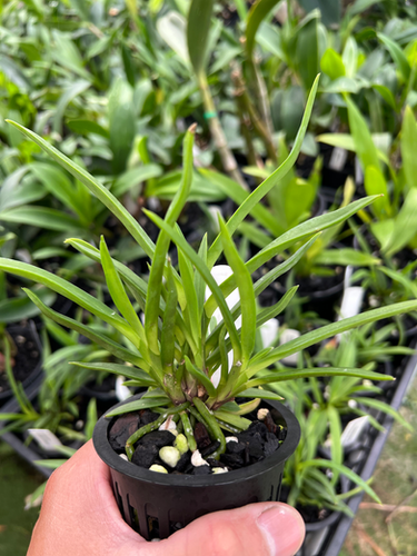 Vanda Lucknow ( Van. falcata x testacea ) flowering size 80mm pots ...