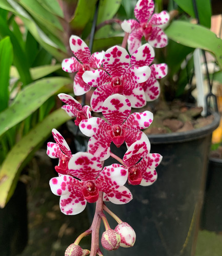 Sartylis Jannine Banks ‘Hao’s Red’ mericlones 50mm pot | Kings Nursery