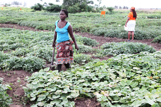 ribaue | residencial-malema