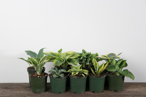 4" Miniature Hostas | Burnaby Lake