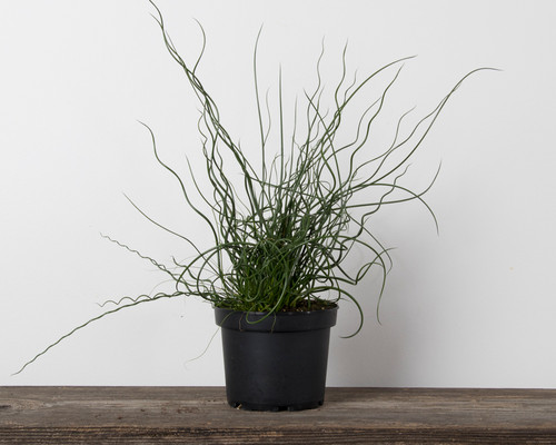 6" Juncas - Curly Grass | Burnaby Lake