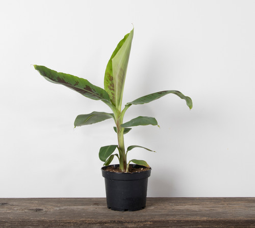 6" Banana | Burnaby Lake