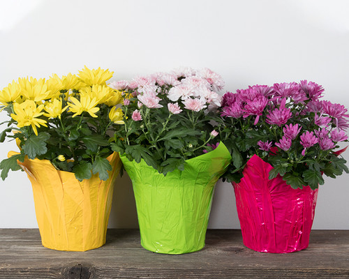 6" Pot Mum | Burnaby Lake