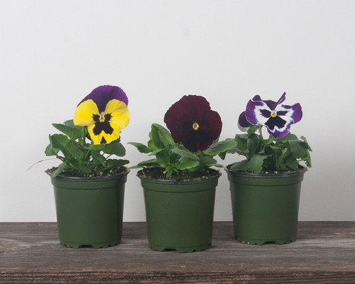 4" Pansy - Assorted | Burnaby Lake