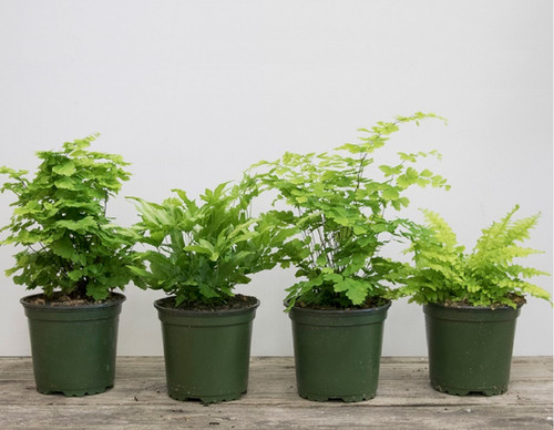 4" Ferns - Assortment | Burnaby Lake
