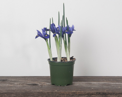 4 Mini Iris Burnaby Lake
