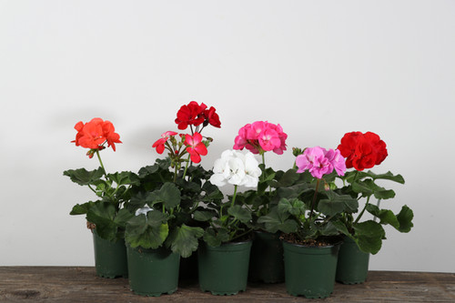 4" Geranium - Zonal - Tango | Burnaby Lake