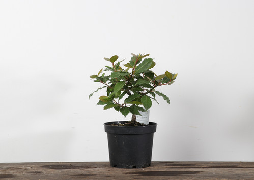 6" Sweet Bay Tree | Burnaby Lake