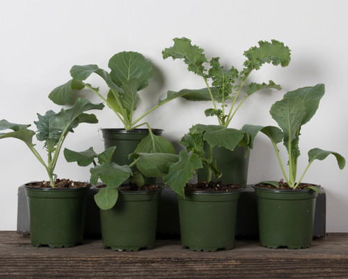 4" Vegetables - Assorted | Burnaby Lake