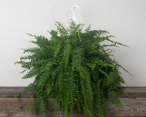 10" Boston Fern H.B | Burnaby Lake