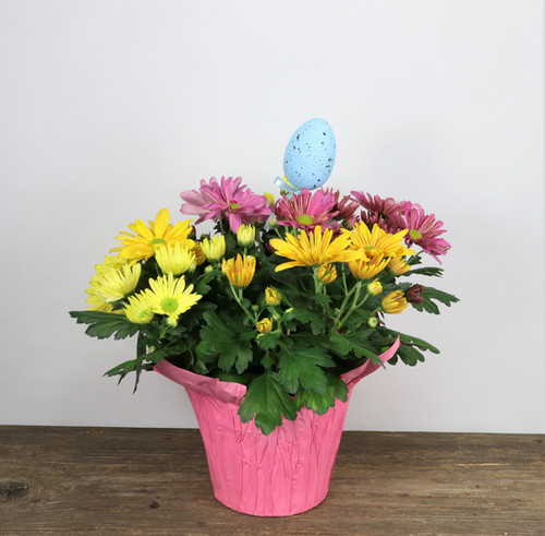 6" Easter Egg Mum with Pick | Burnaby Lake