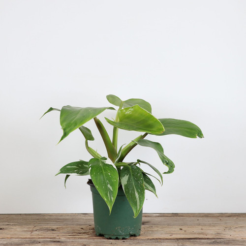 4" Philo - White Princess | Burnaby Lake